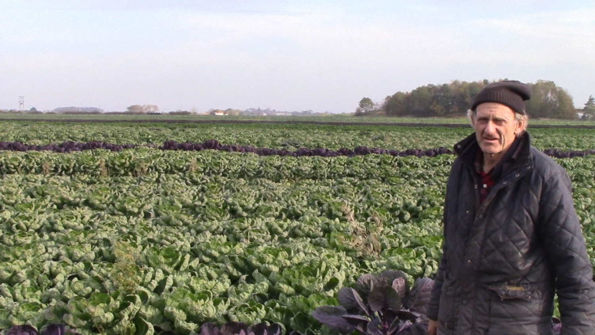 Royal Oak - Organic North Wholesalers