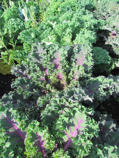 Online - Organic North Wholesalers